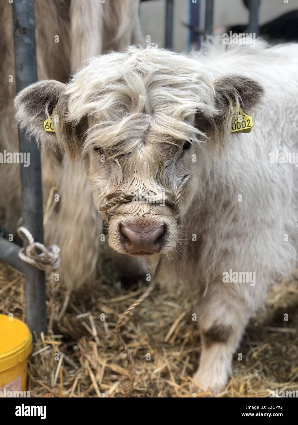 Yorkshire show cow hi-res stock photography and images - Alamy