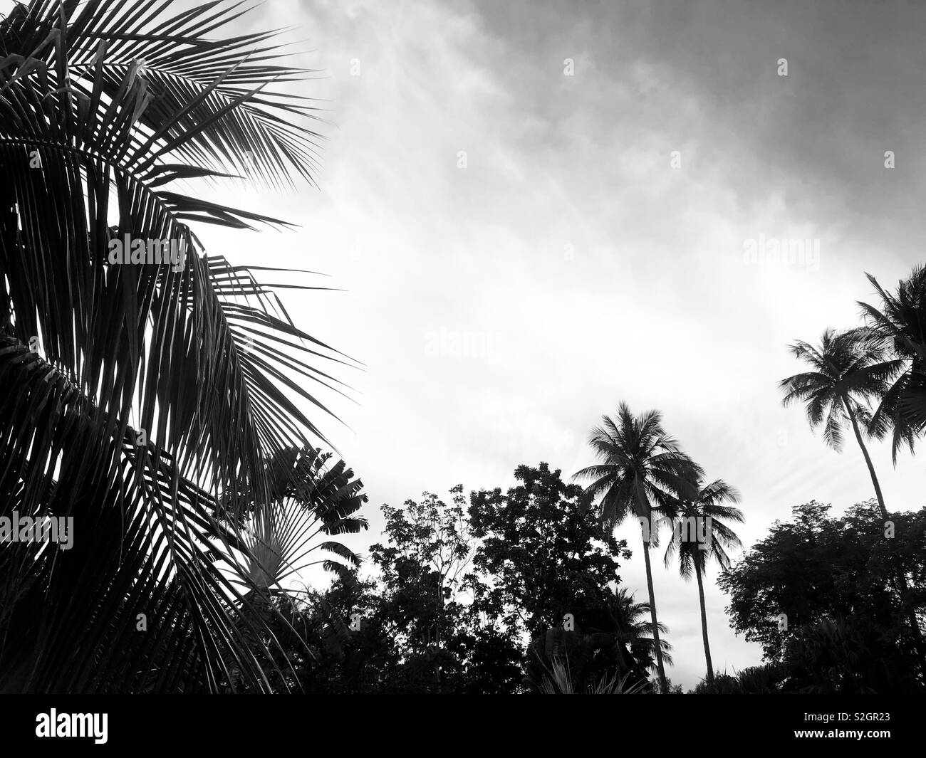 White palm tree hi-res stock photography and images - Alamy