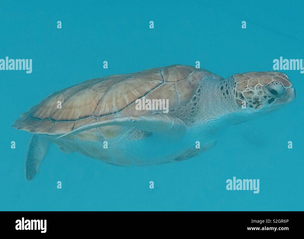 Barbados sea turtles hi-res stock photography and images - Alamy