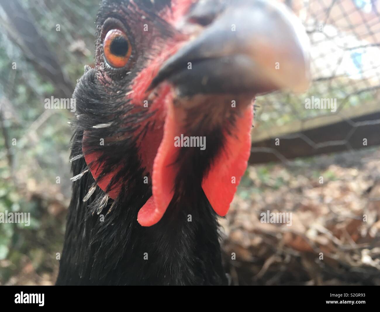 Black chickens hi-res stock photography and images - Alamy