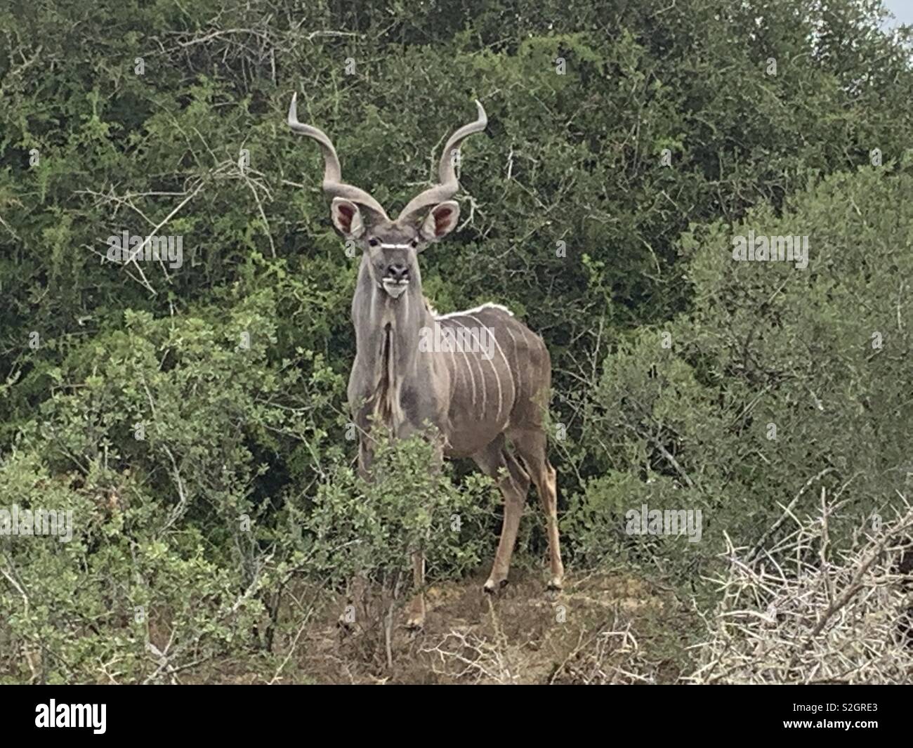 South African kudos Stock Photo - Alamy