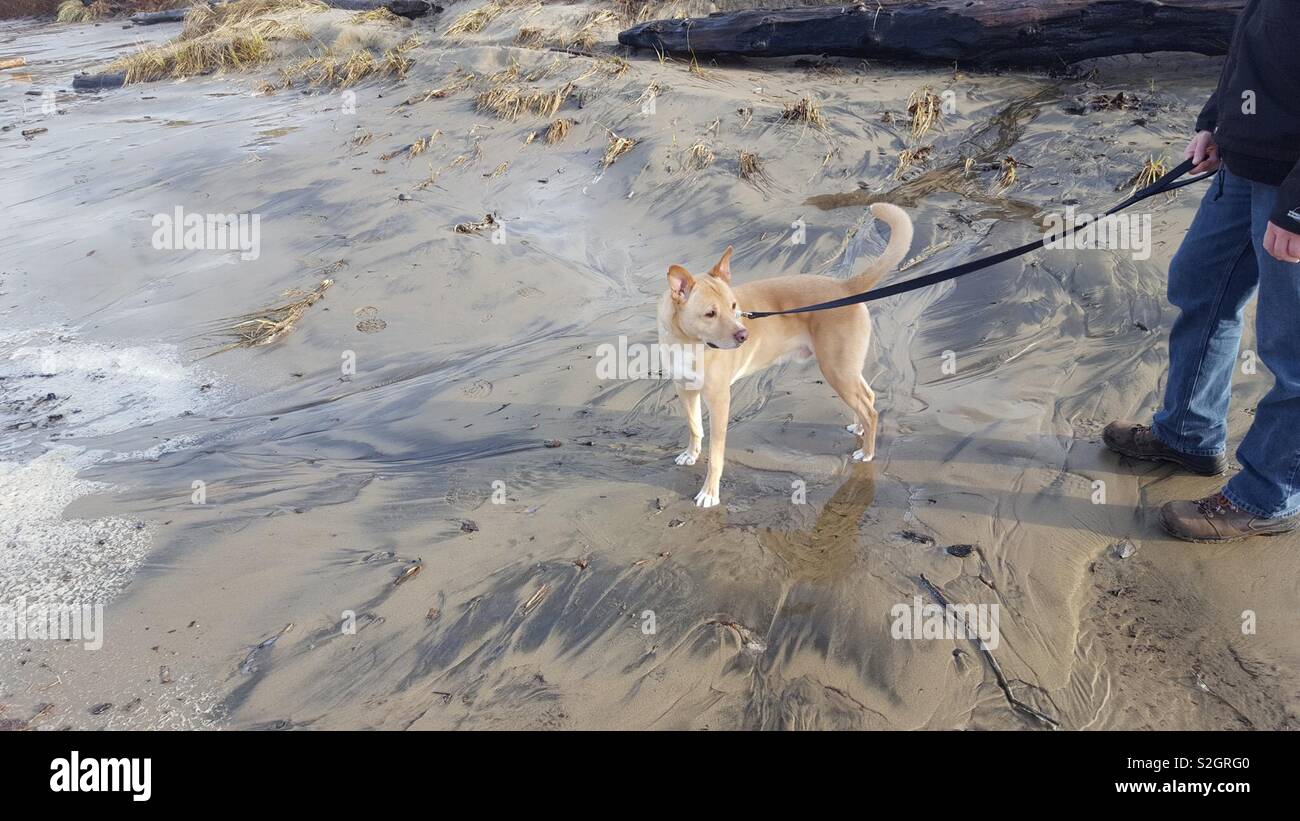 Walking with my buddy Stock Photo - Alamy