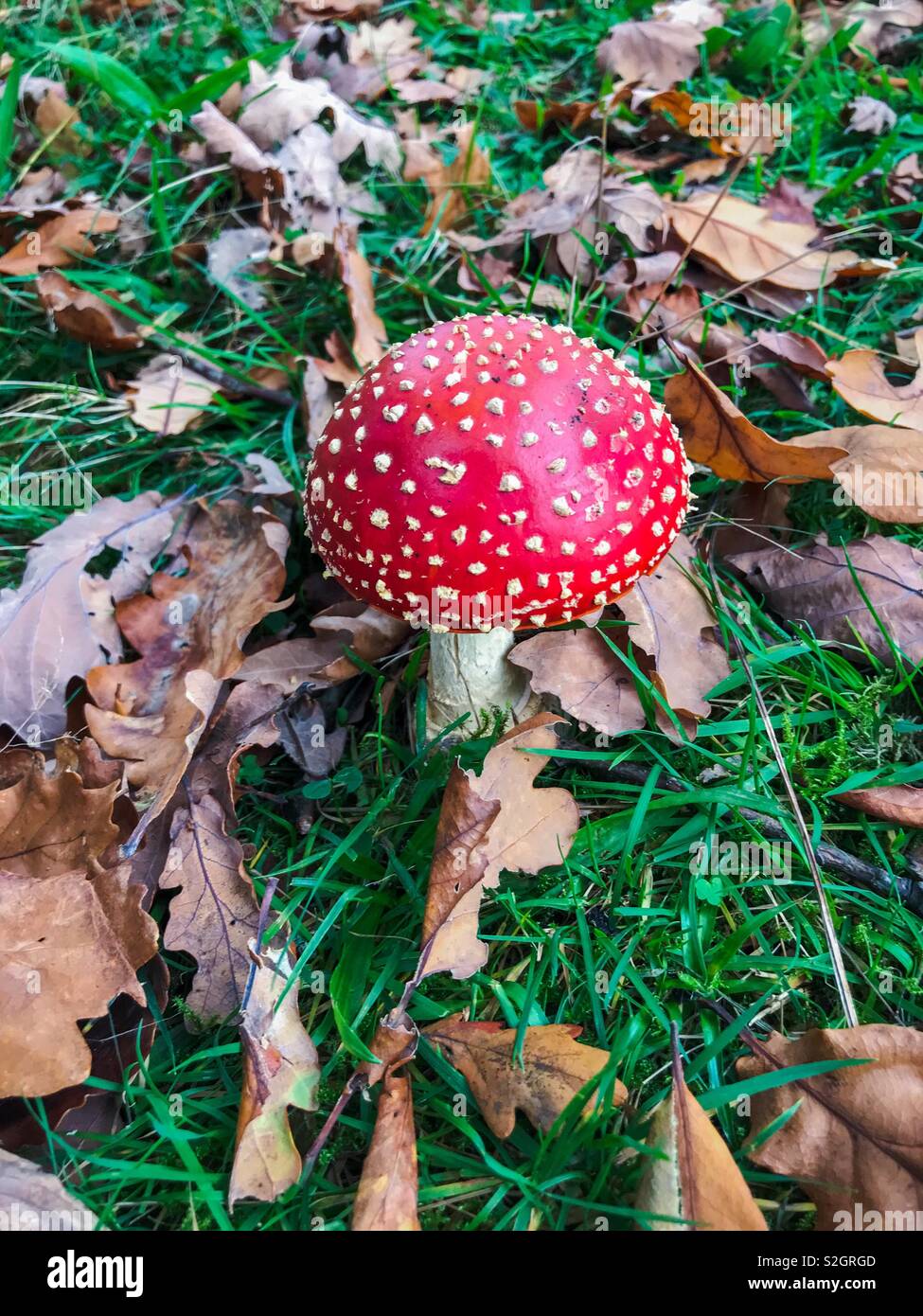 Red toadstool fungus hi-res stock photography and images - Alamy