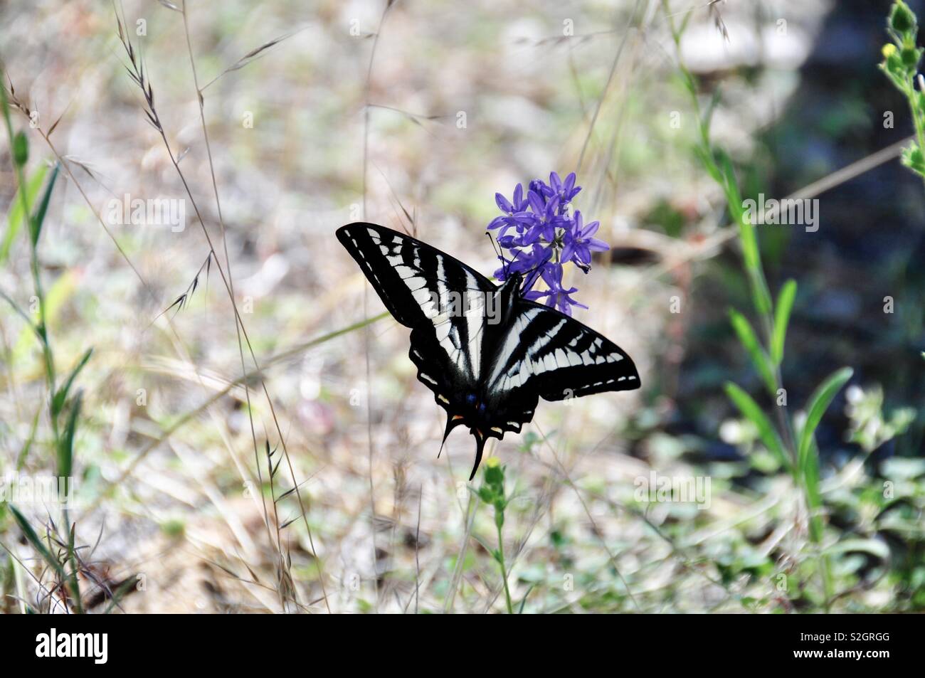 Butterfly on a bunch of flowers Stock Photo - Alamy