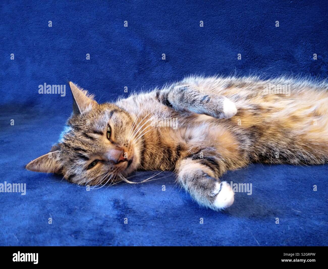 Lazy cat hi-res stock photography and images - Alamy