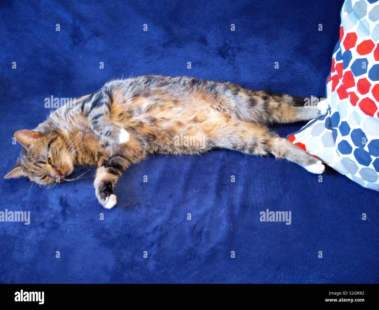 Lazy cat hi-res stock photography and images - Alamy