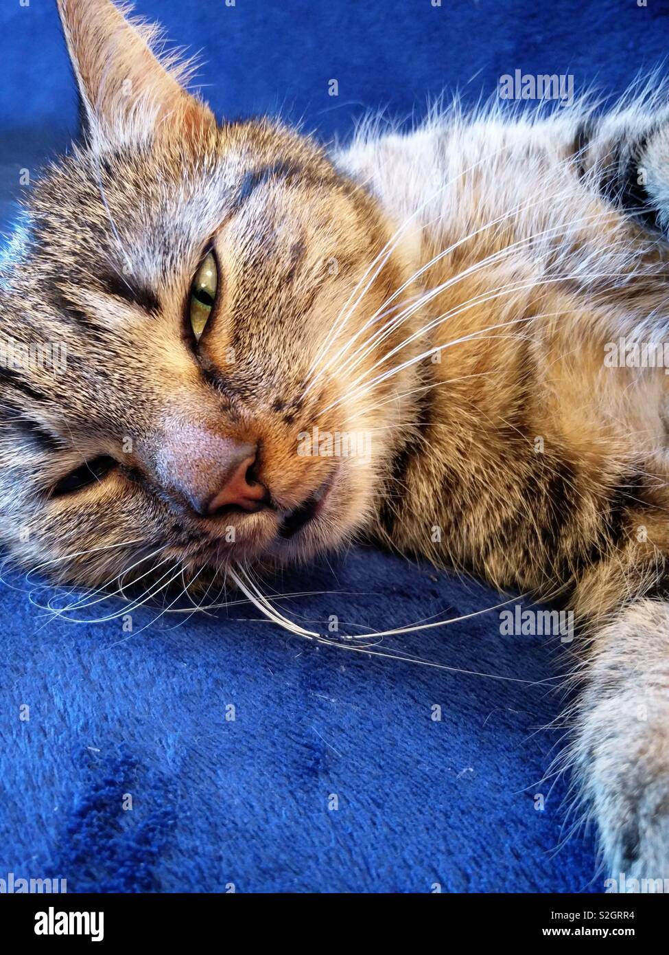 Sleepy animals hi-res stock photography and images - Alamy