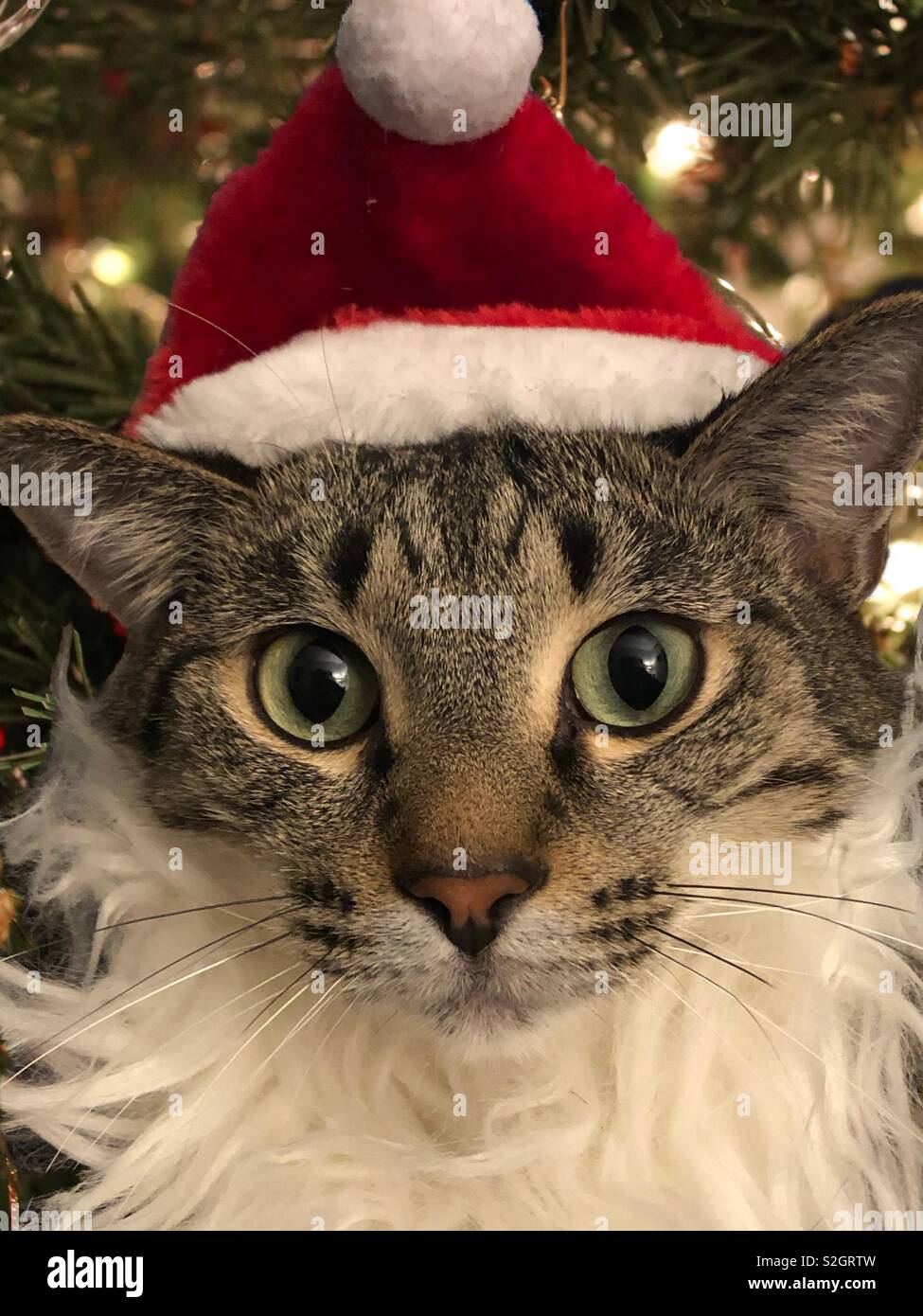 Santa claws hi-res stock photography and images - Alamy