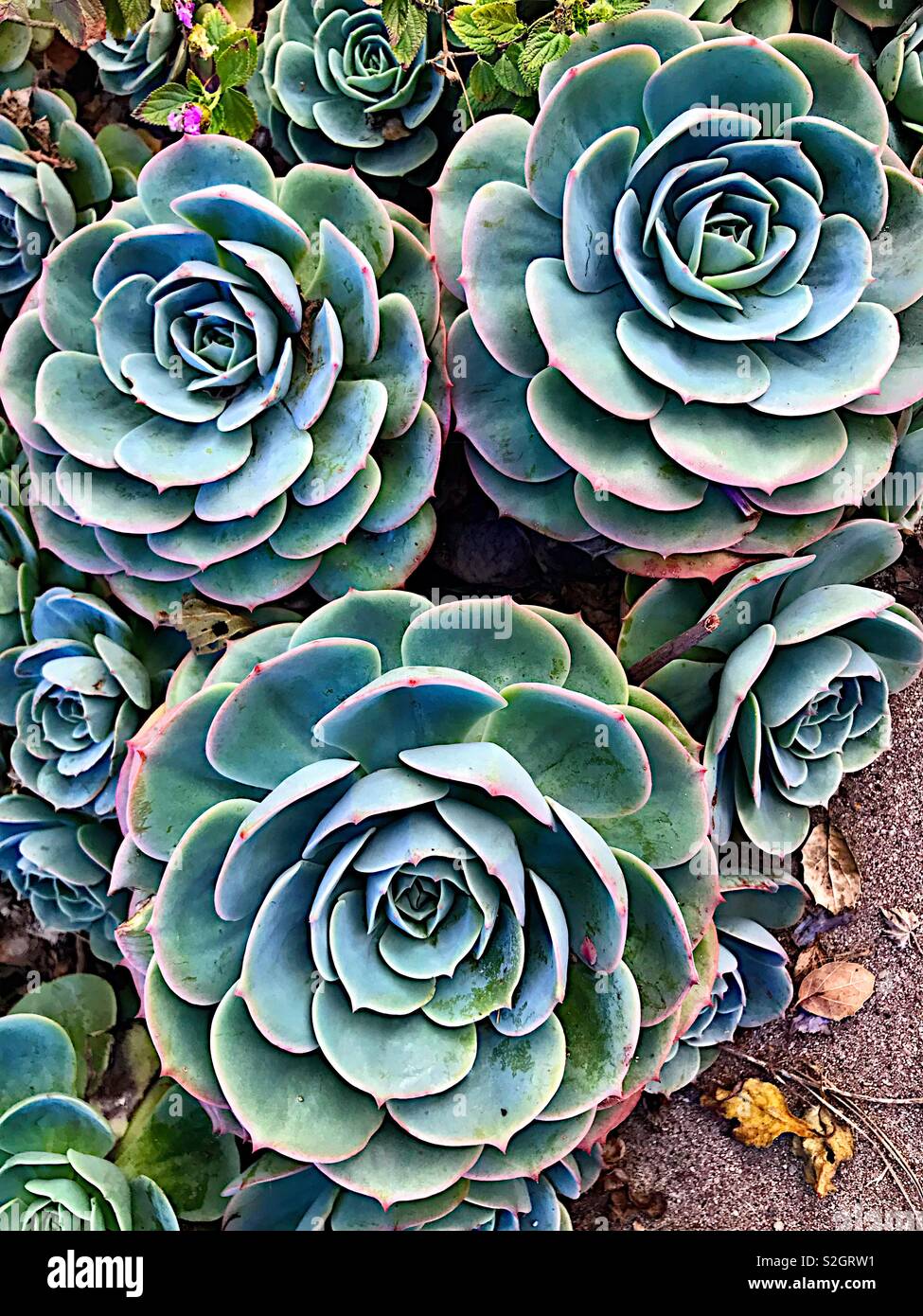 Three succulents hi-res stock photography and images - Alamy