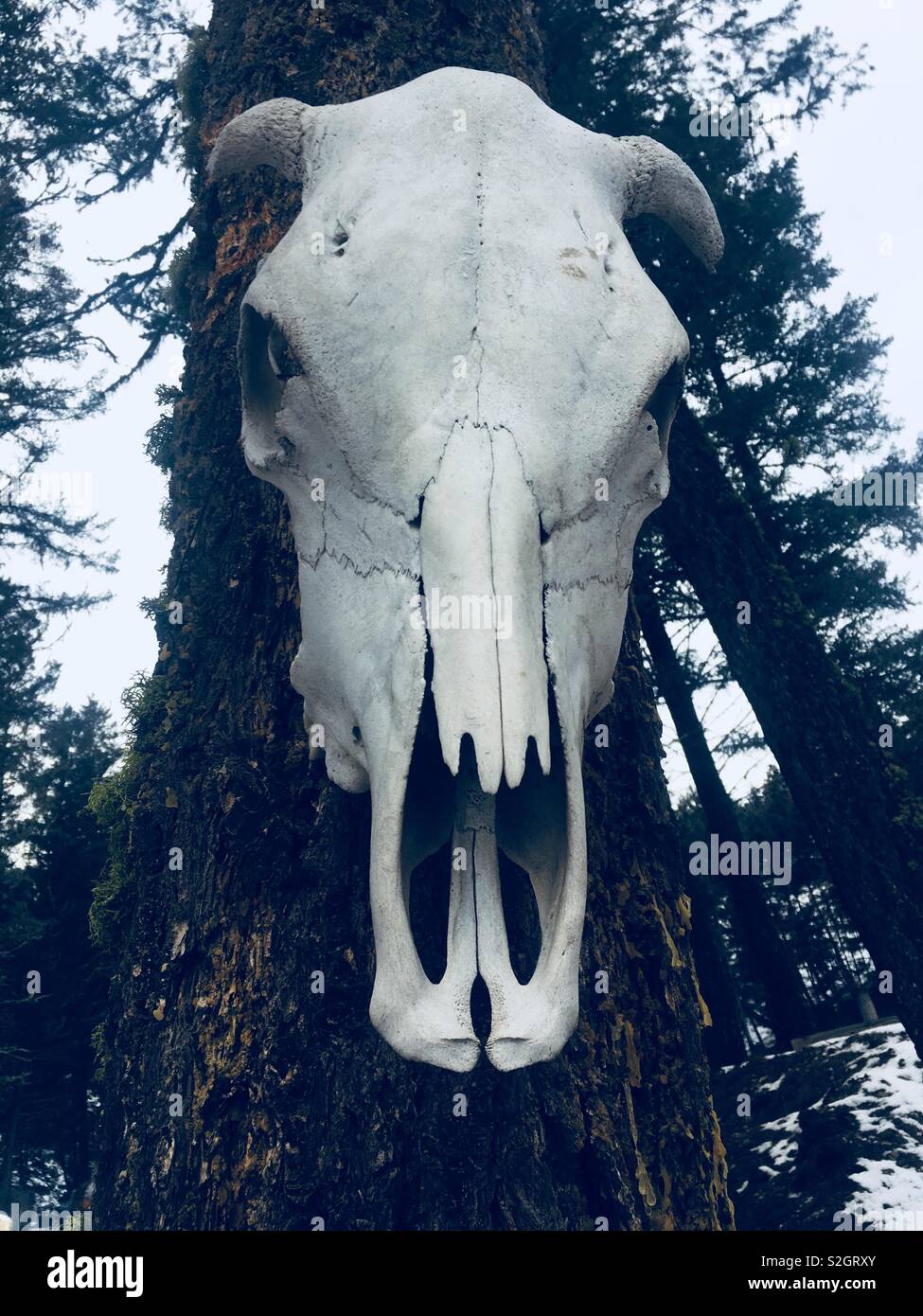 Skull in forest hi-res stock photography and images - Alamy