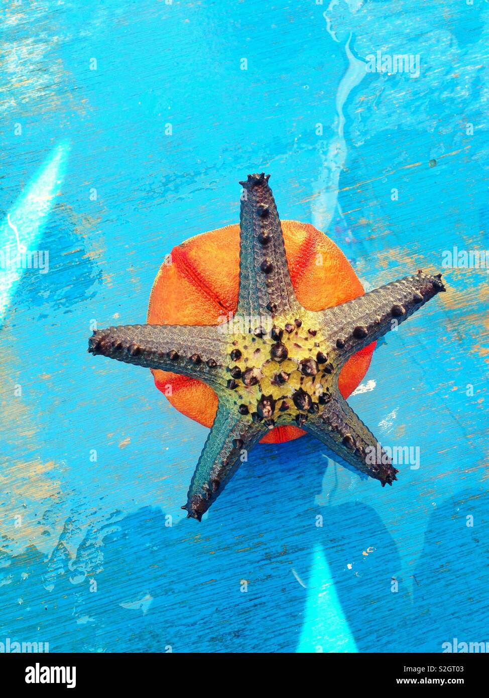 Starfish sea life sealife hi-res stock photography and images - Alamy