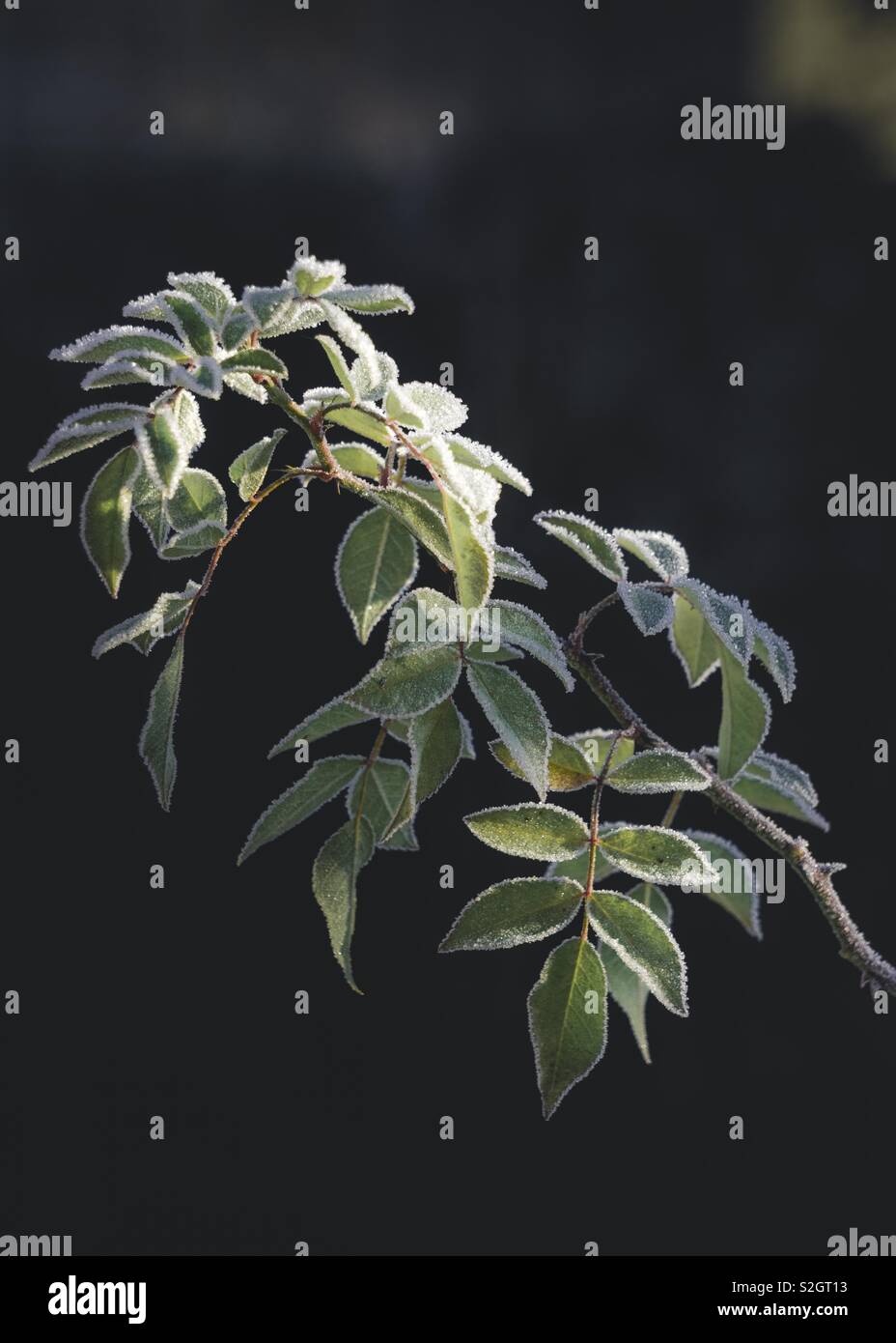 It is winter Stock Photo - Alamy