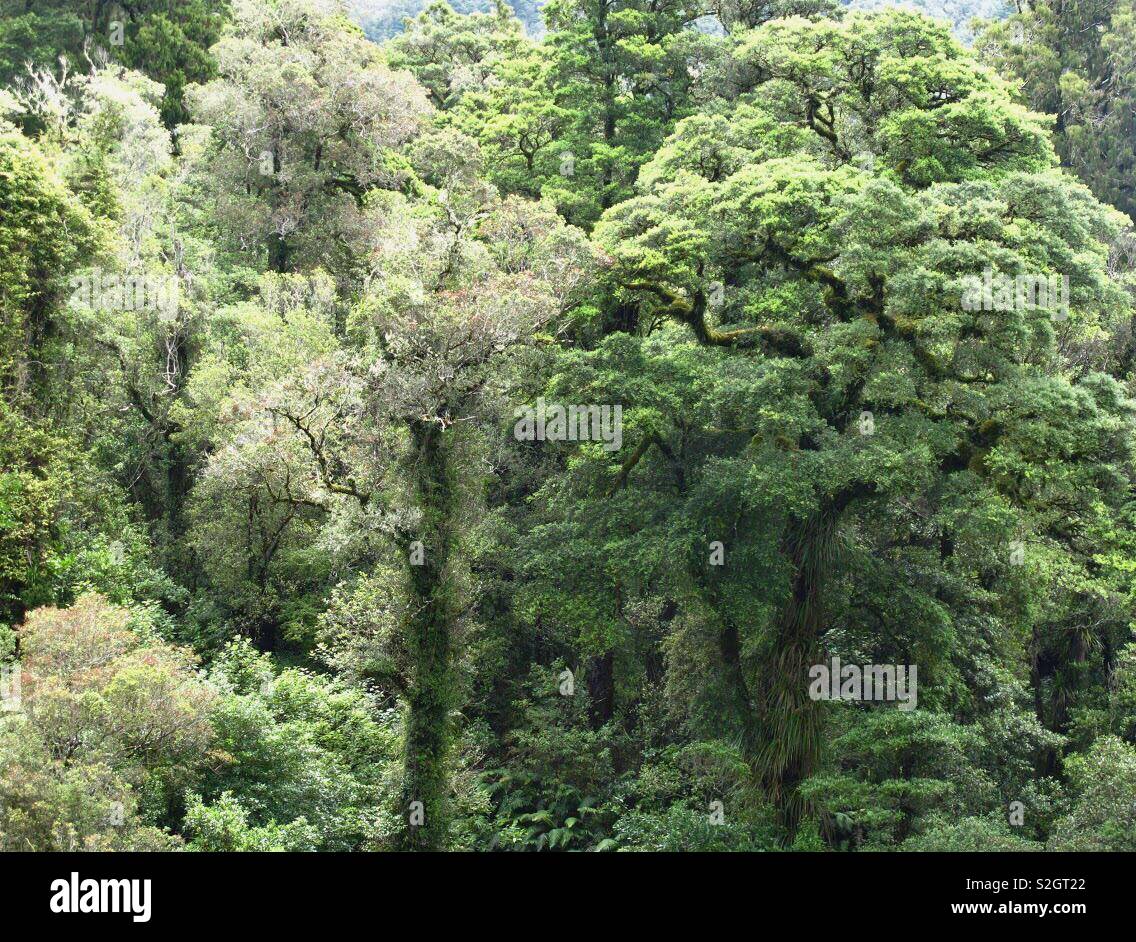 Front of dreamy green trees Stock Photo - Alamy