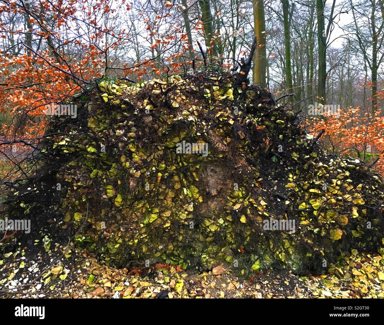 The root of the problem. Fallen tree Stock Photo - Alamy