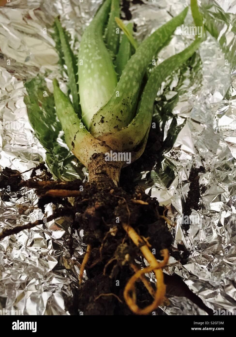 Pianta aloe hi-res stock photography and images - Alamy