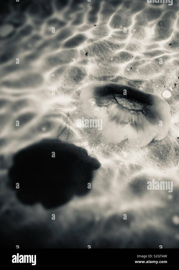 Shadow of jellyfish hi-res stock photography and images - Alamy