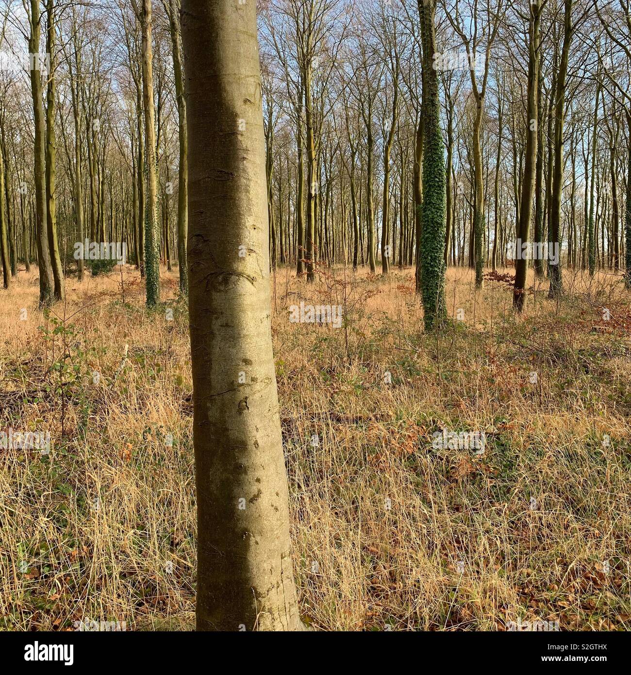 Friston hi-res stock photography and images - Alamy