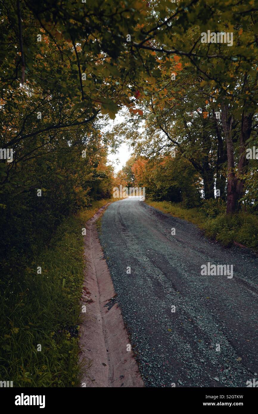 Trees at road hi-res stock photography and images - Alamy
