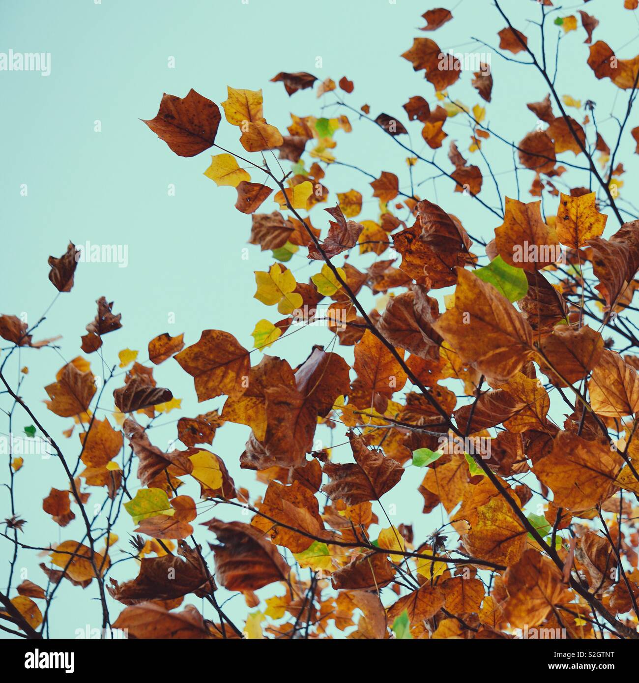 Brown leaves branches hi-res stock photography and images - Alamy