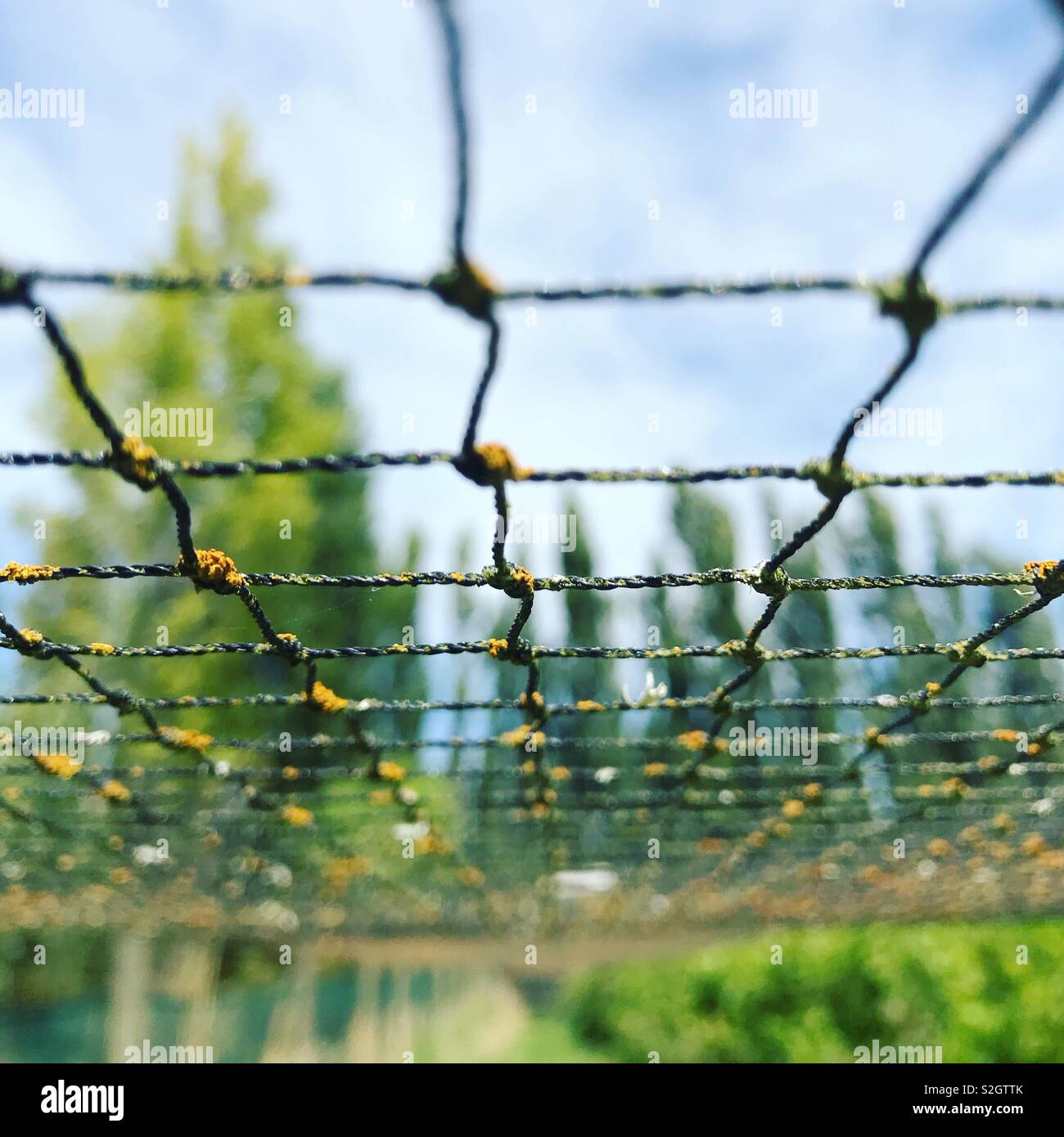Rope moss hi-res stock photography and images - Alamy