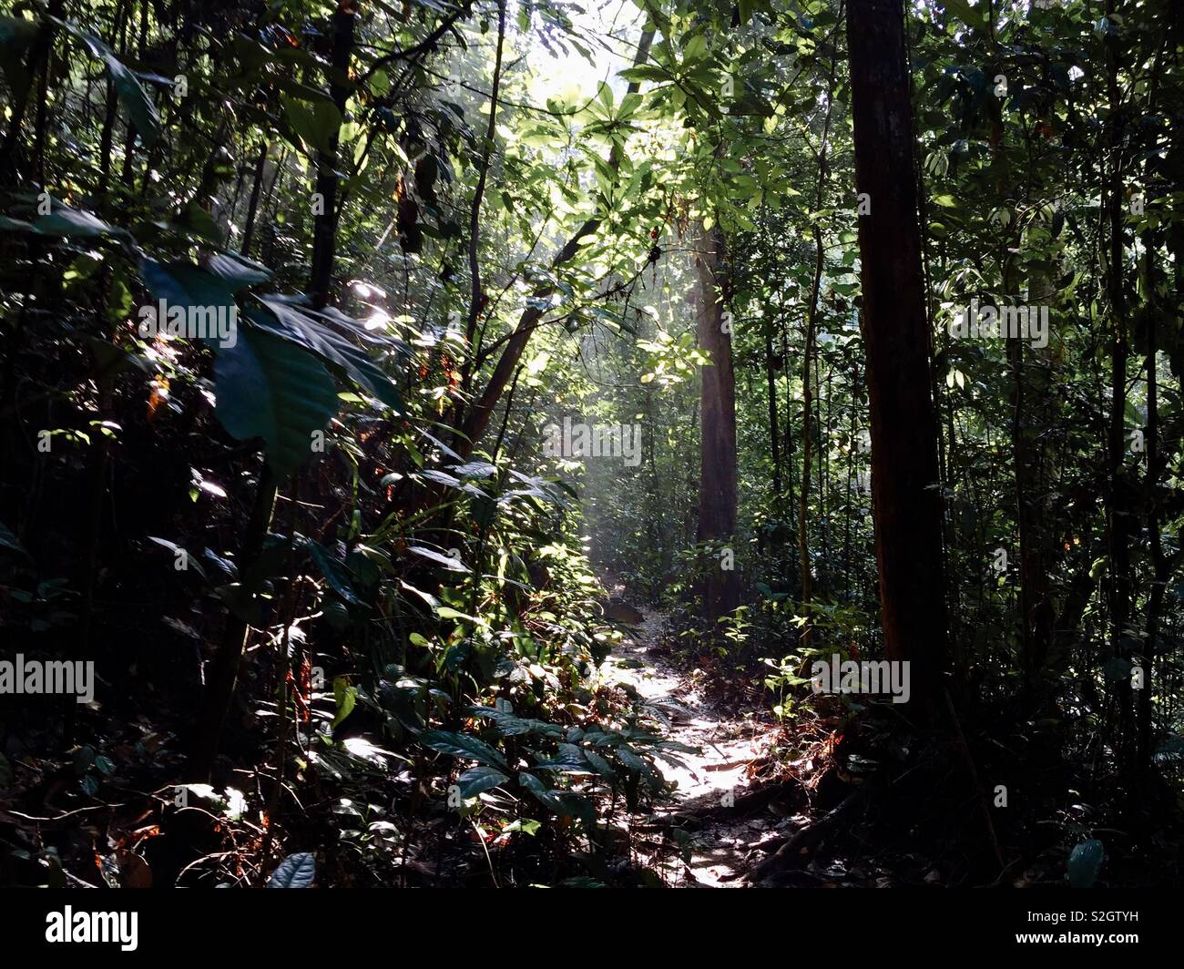 Jungle trek hi-res stock photography and images - Alamy