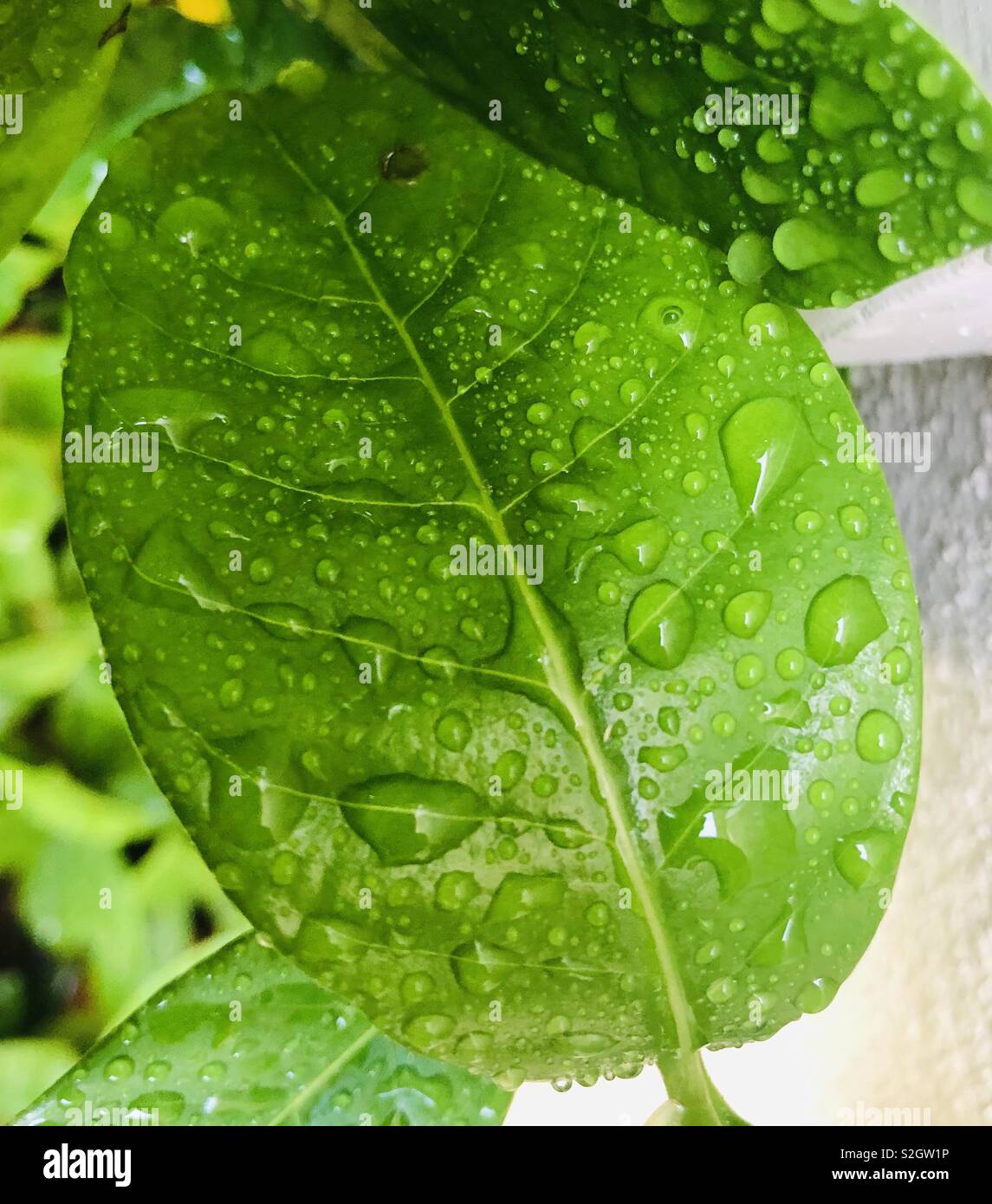 Green leaf water hi-res stock photography and images - Alamy