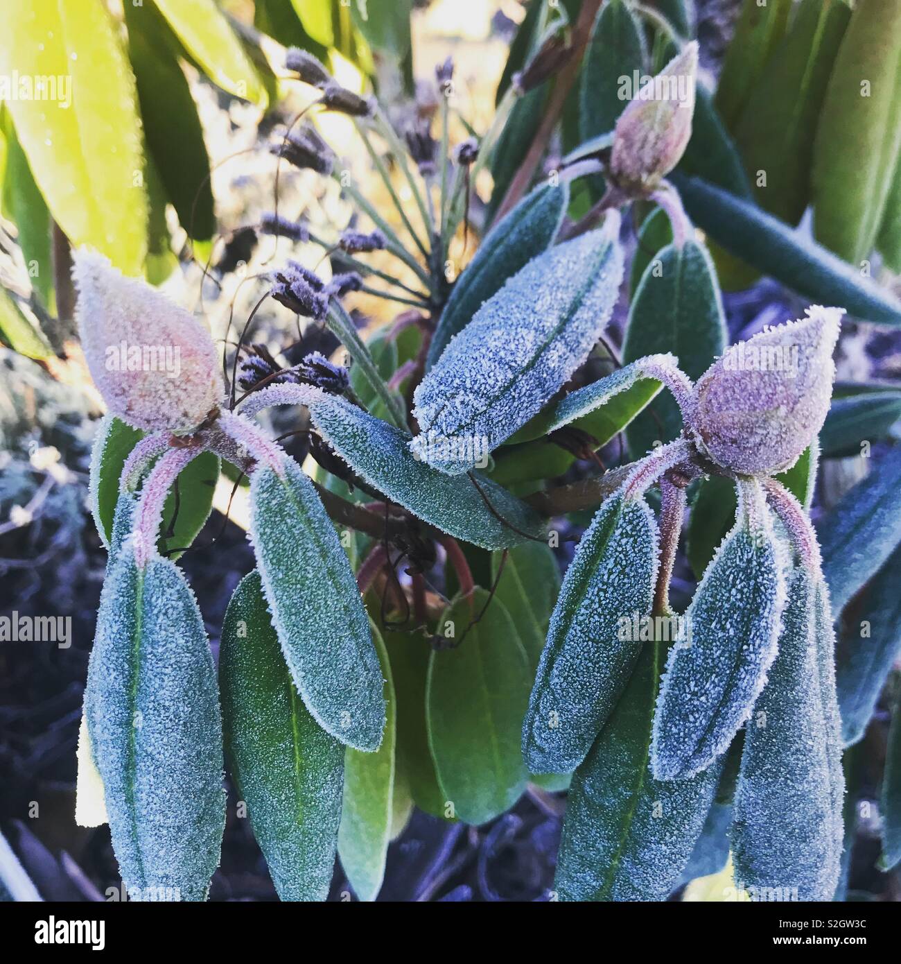 Taken first thing in the morning on a cold crisp morning Stock Photo ...