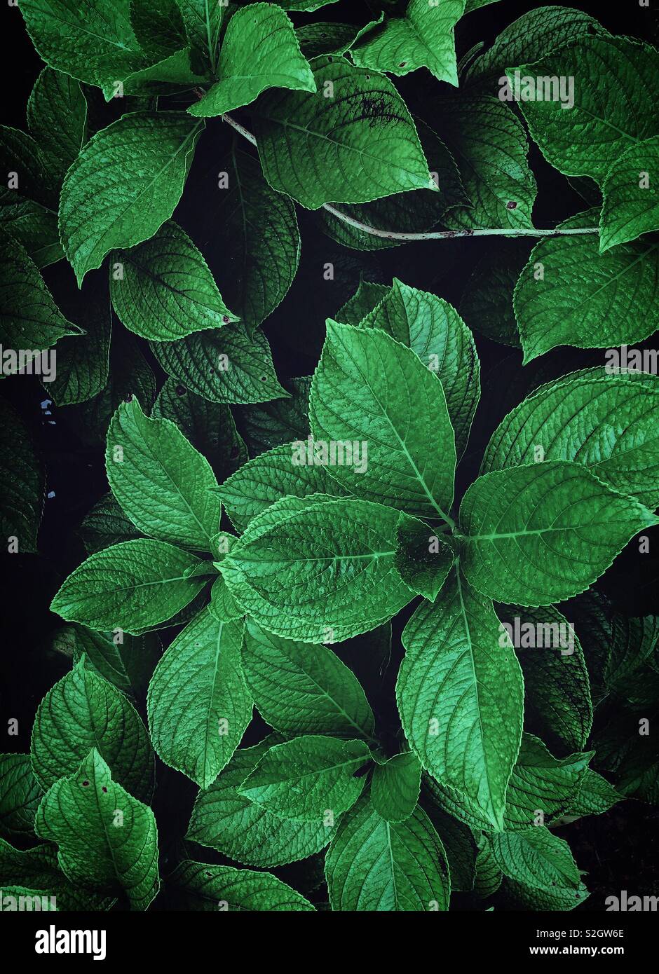 green plant leaves texture in the garden Stock Photo - Alamy