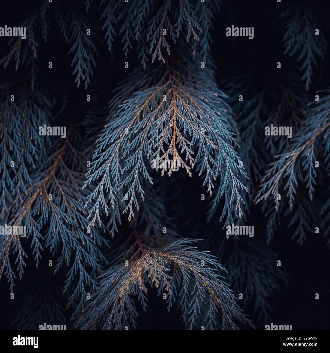 Abstract of leaves hi-res stock photography and images - Alamy