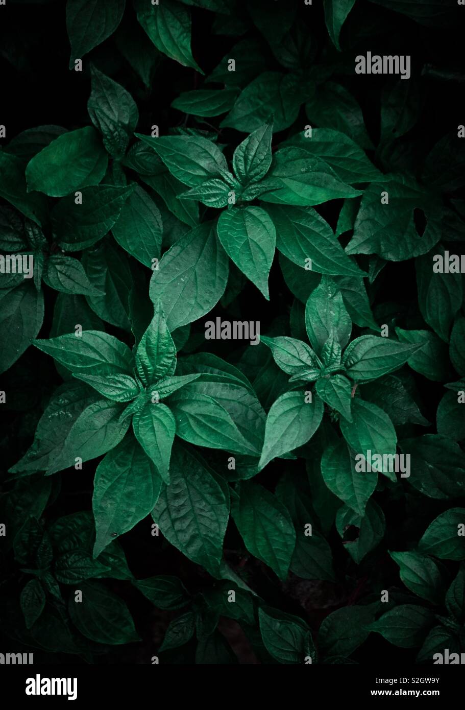 green plant leaves texture Stock Photo - Alamy