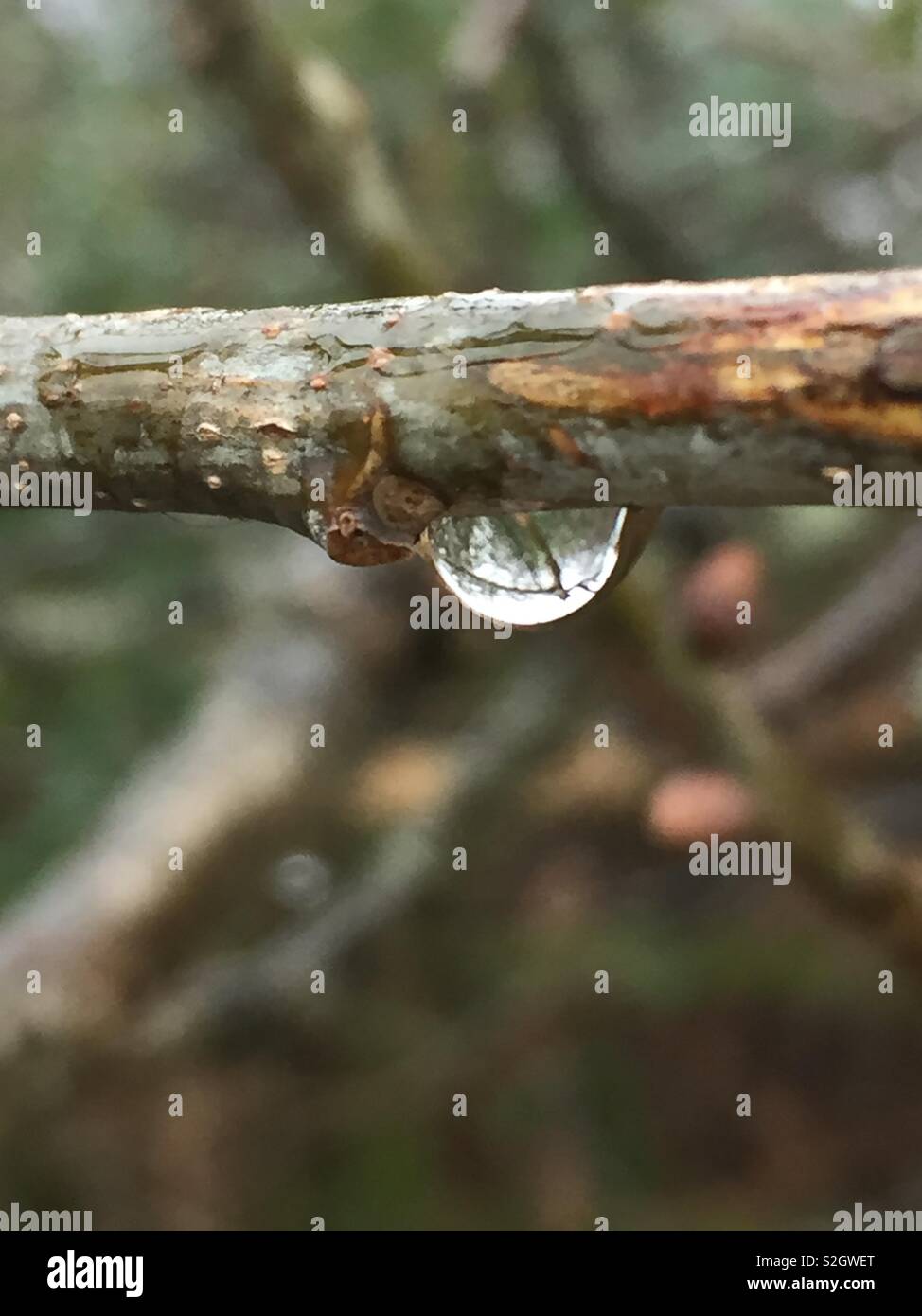 Tree raindrop hi-res stock photography and images - Alamy