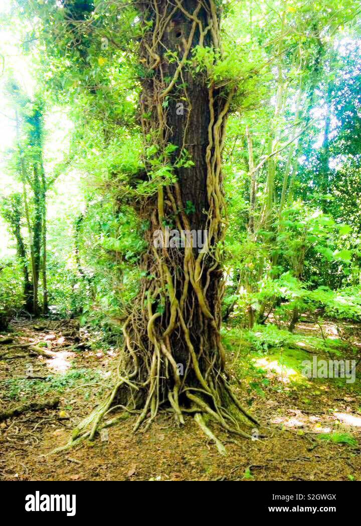 Green tree vines hi-res stock photography and images - Alamy