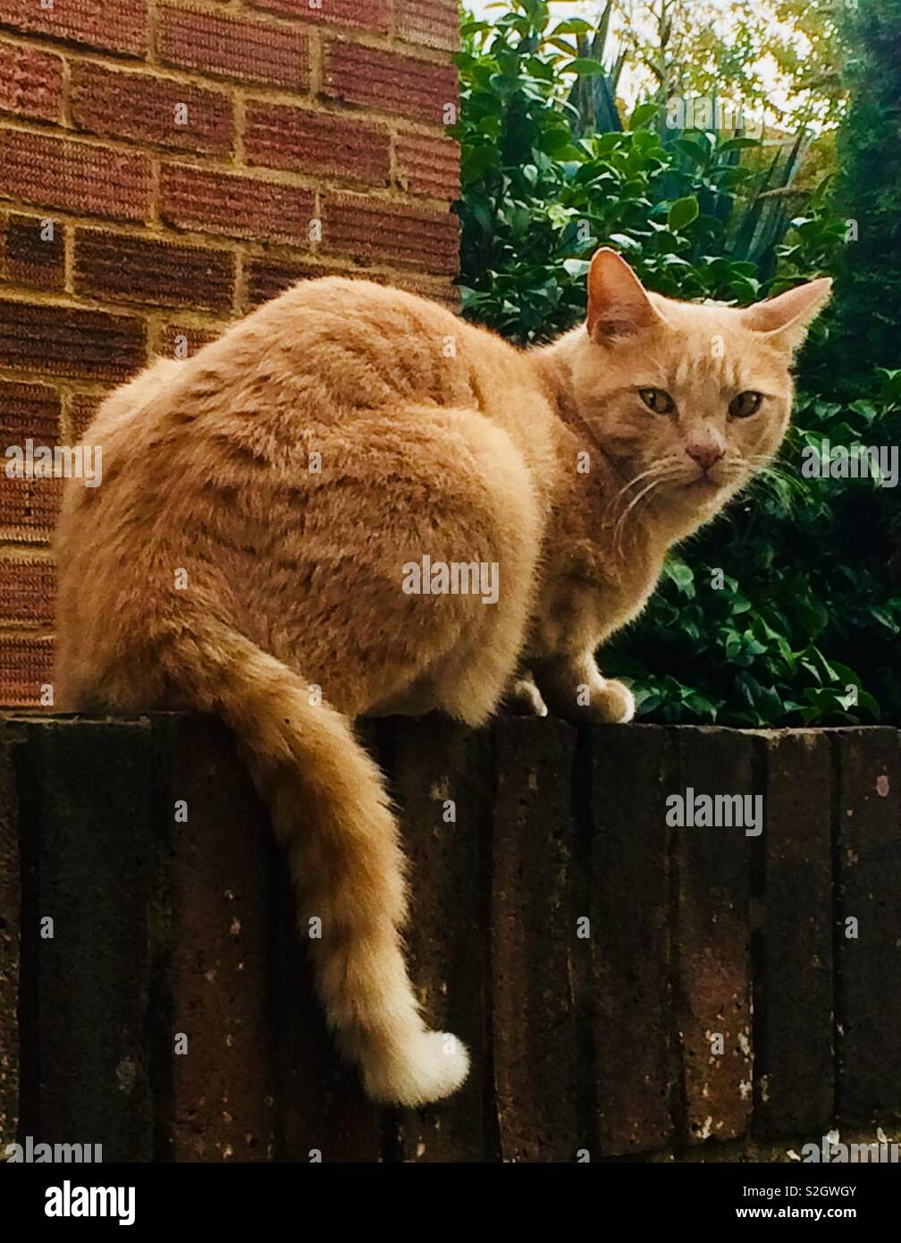 Cat looking over its shoulder hi-res stock photography and images - Alamy