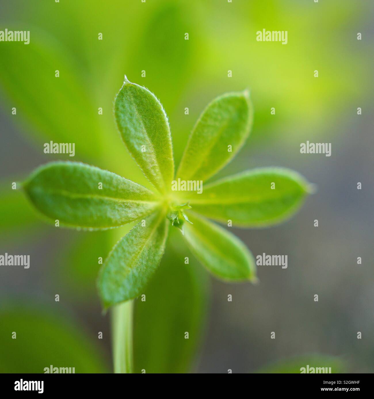 Flower plant with leaves hi-res stock photography and images - Alamy