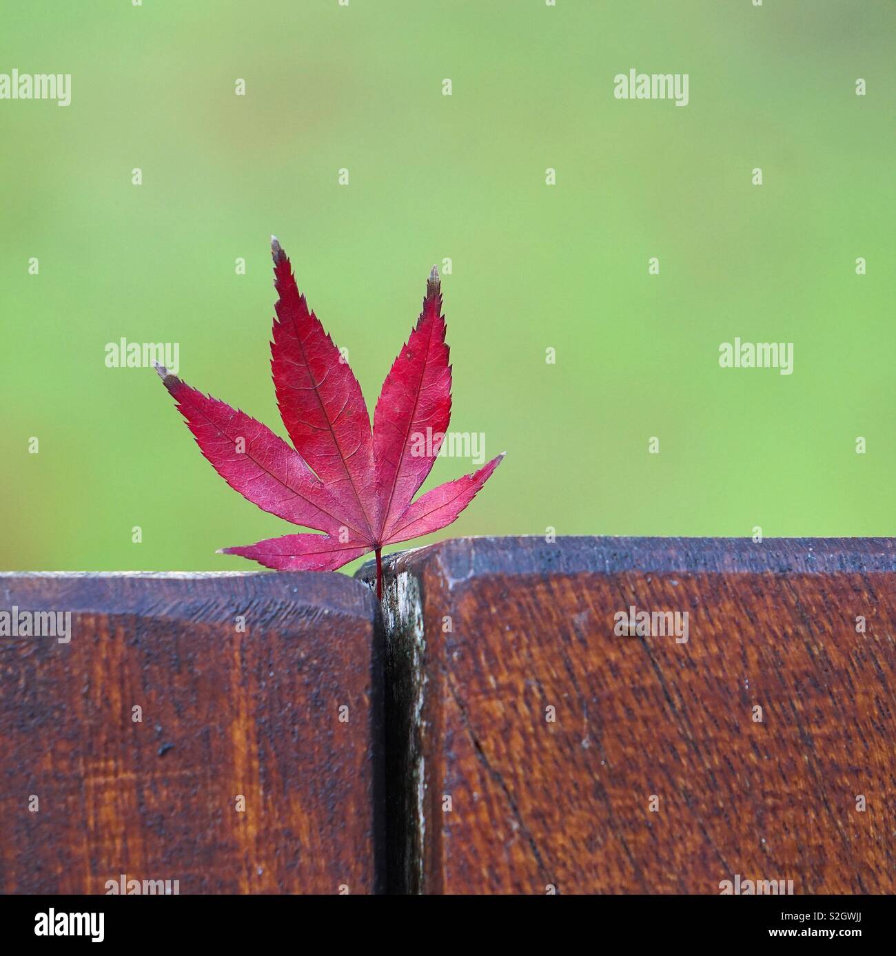 red leaf in the nature Stock Photo - Alamy