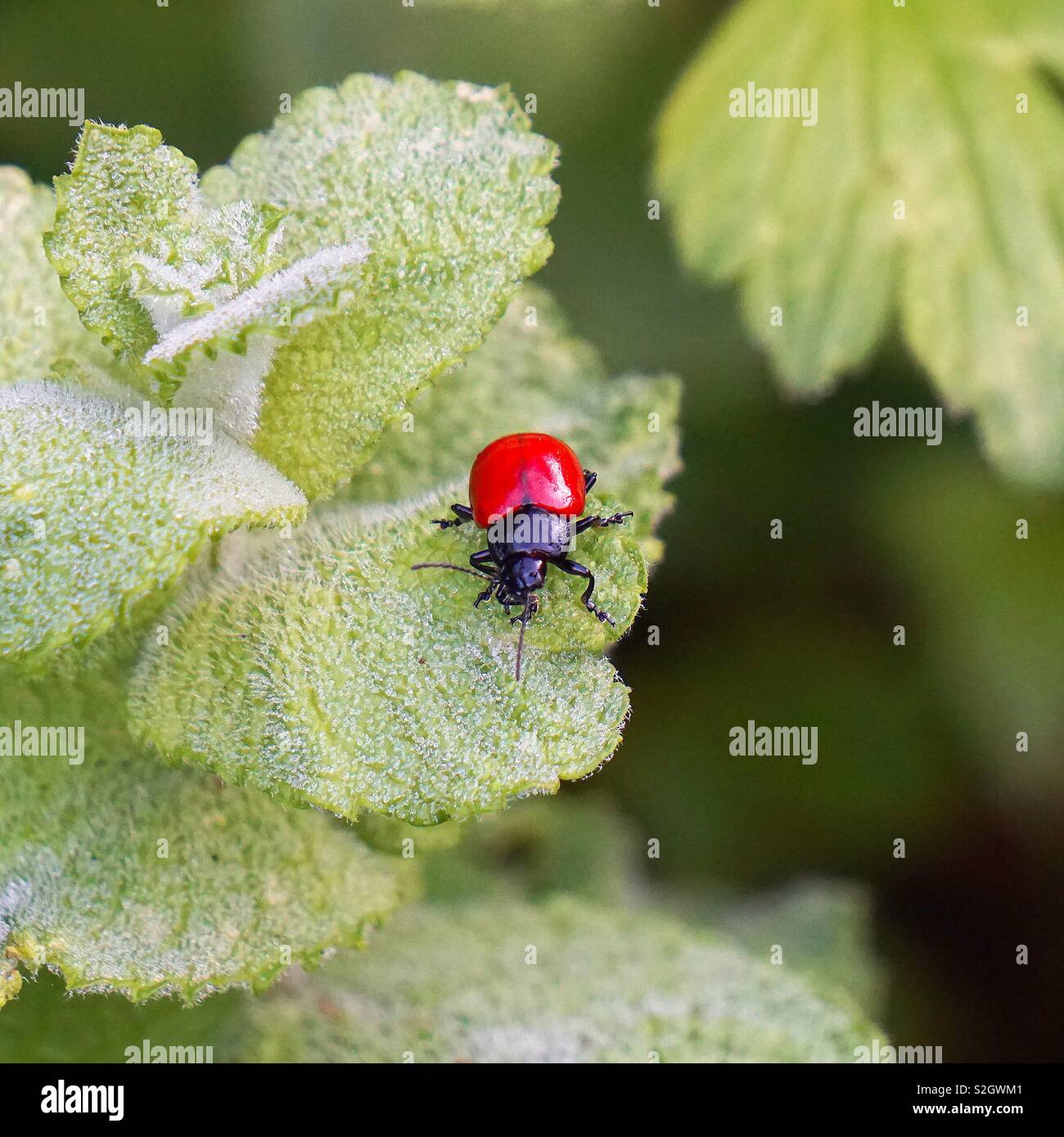 red bug on the green plant Stock Photo - Alamy