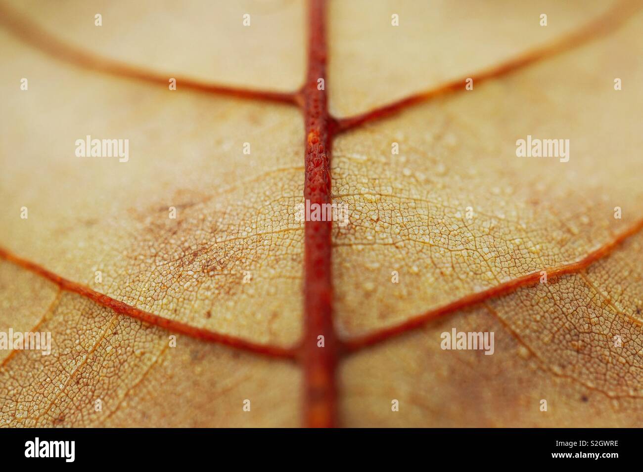 Brown leaf texture hi-res stock photography and images - Alamy