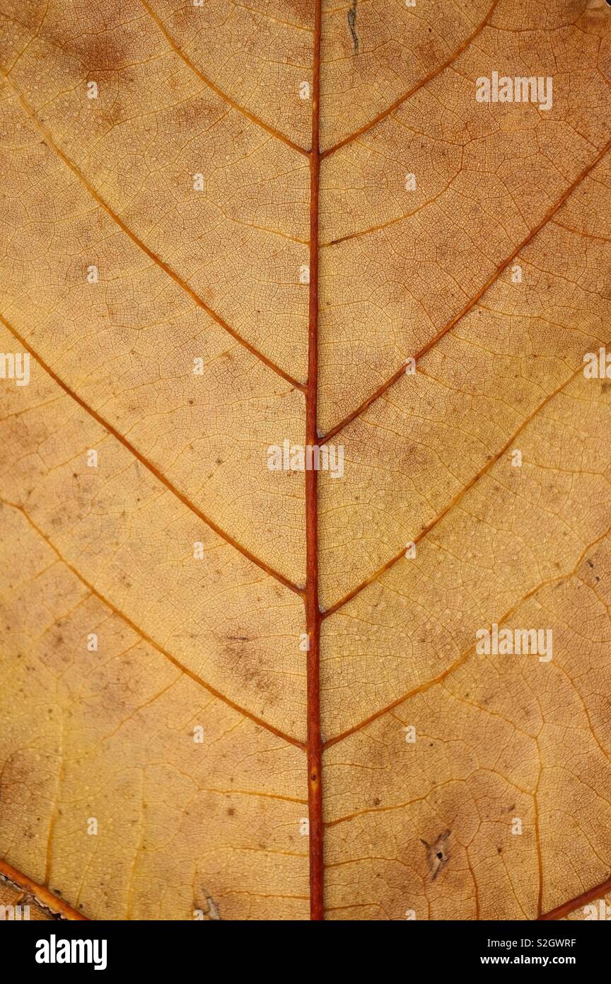 brown leaf texture Stock Photo - Alamy