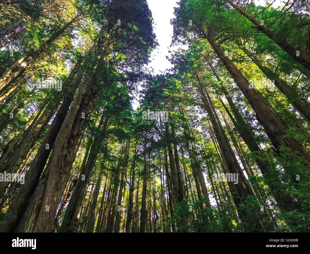 Woods tops hi-res stock photography and images - Alamy