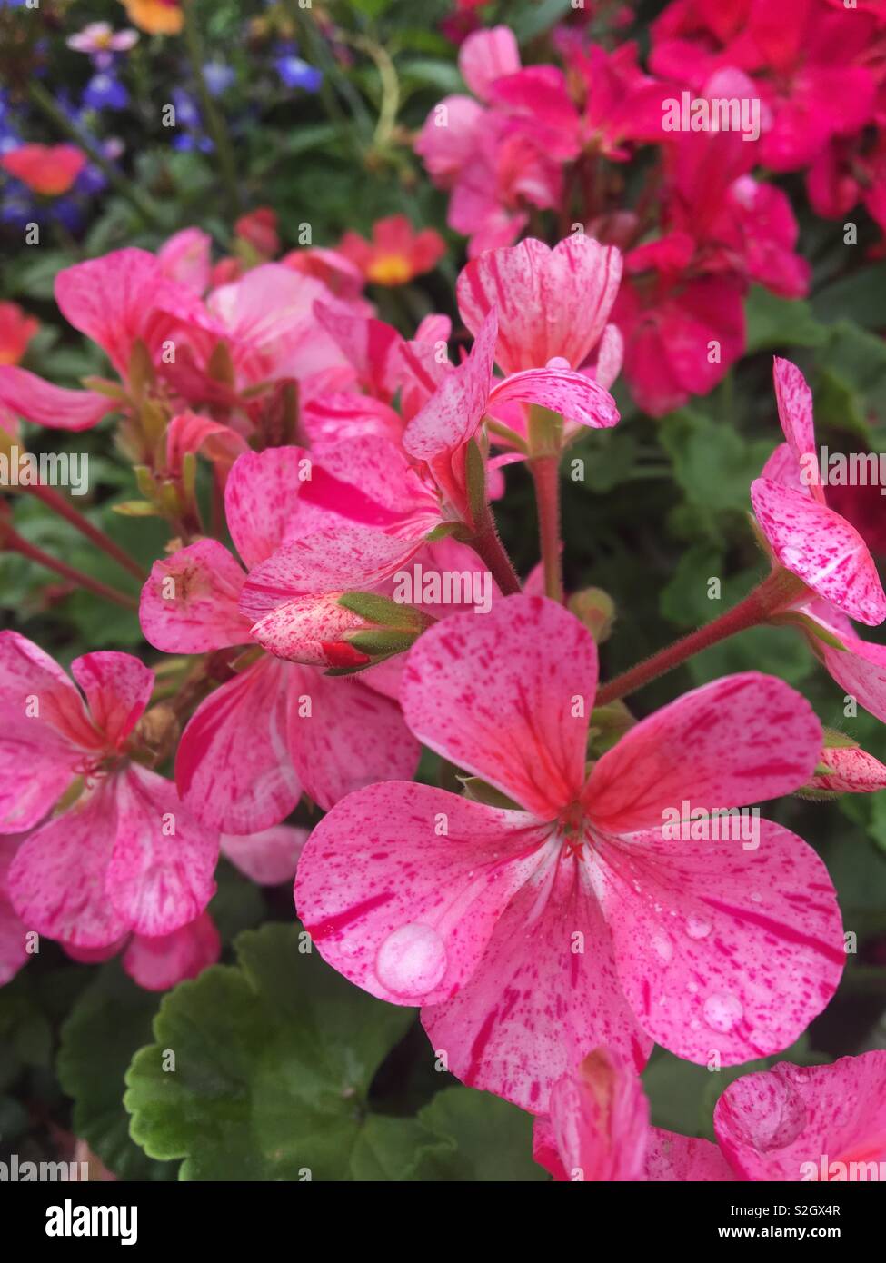 Geraniums garden hi-res stock photography and images - Alamy