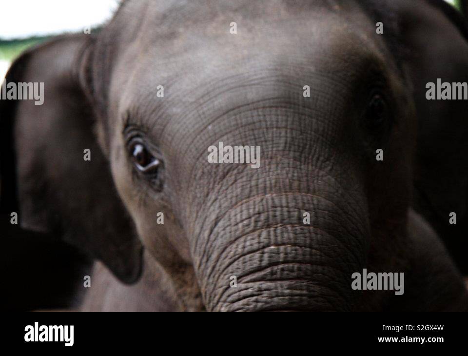 Cheeky Baby Elephant High Resolution Stock Photography and Images - Alamy