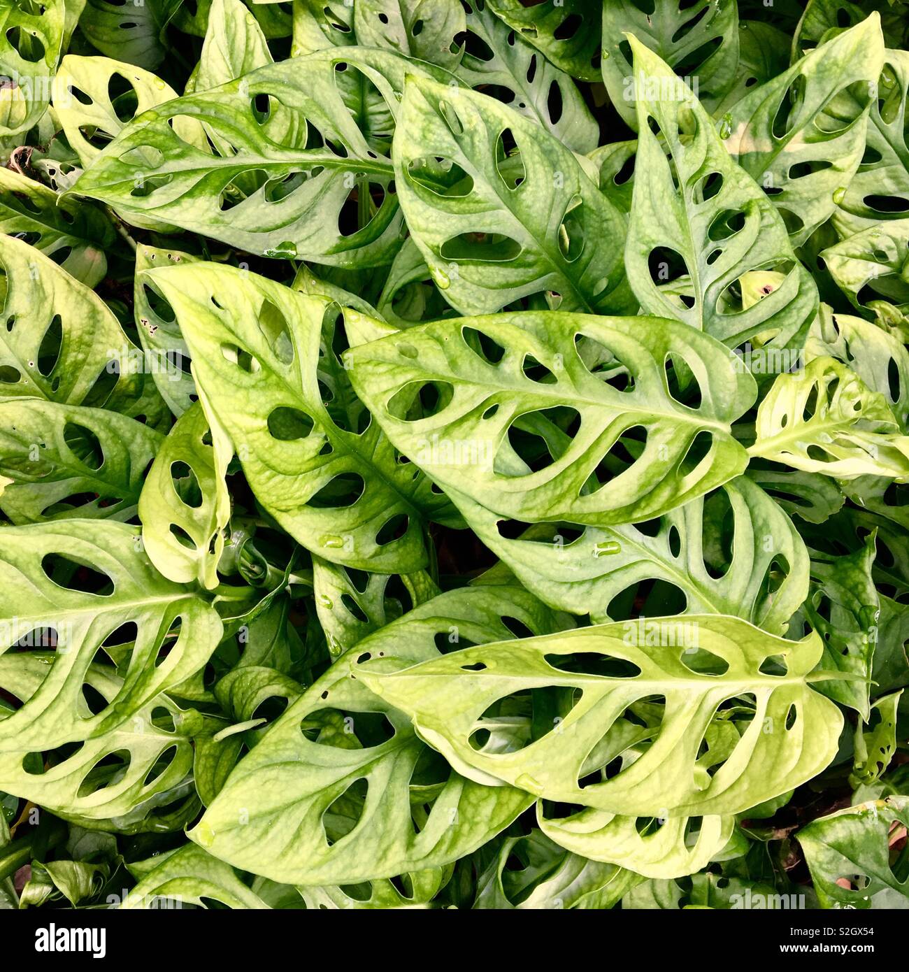 Monstera Obliqua plants in tropical garden in Singapore Stock Photo - Alamy