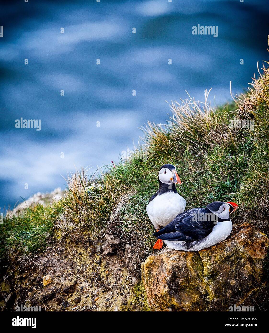 Puffin at bempton cliffs hi-res stock photography and images - Alamy