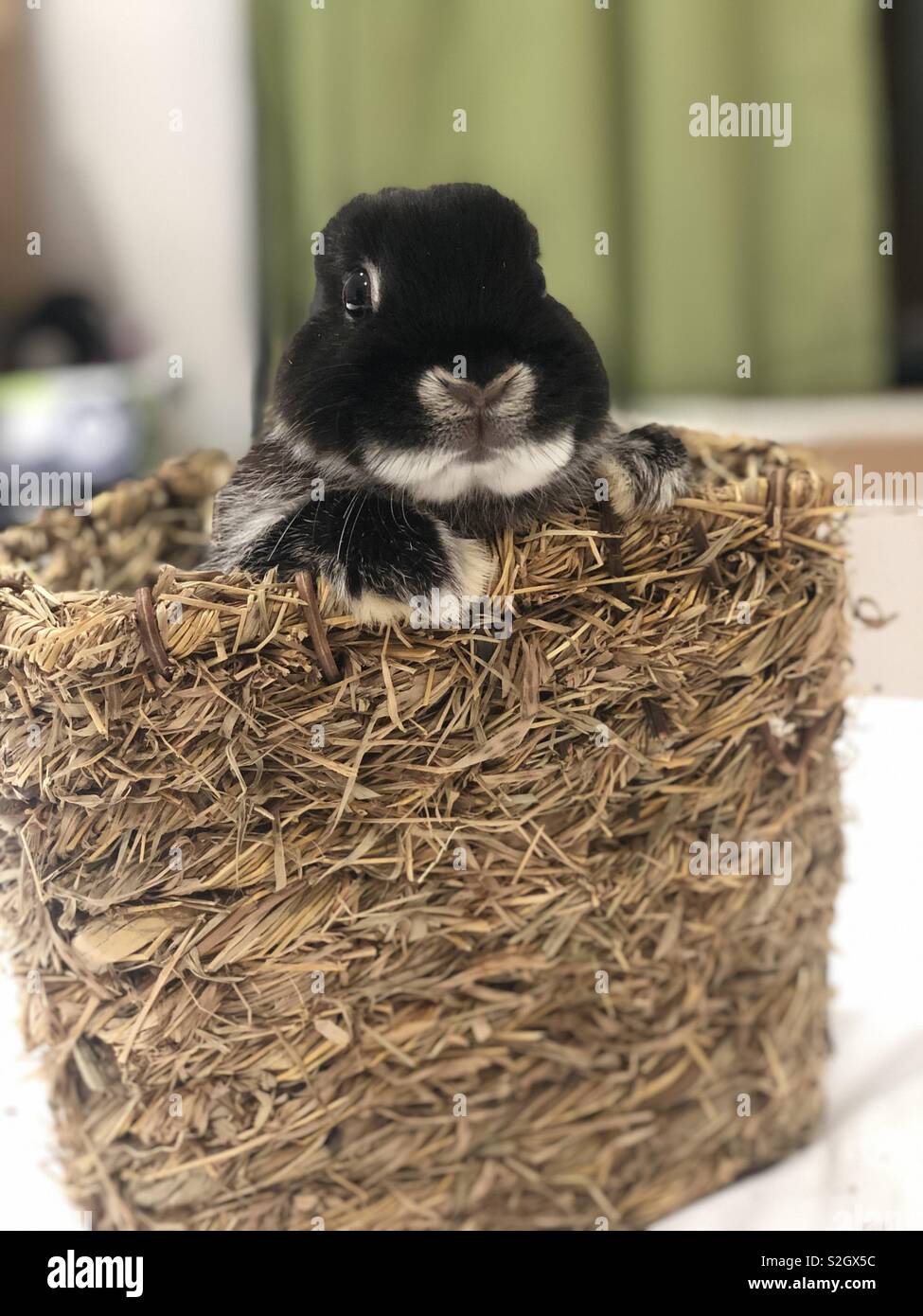 Dwaf rabbit in hay Stock Photo - Alamy
