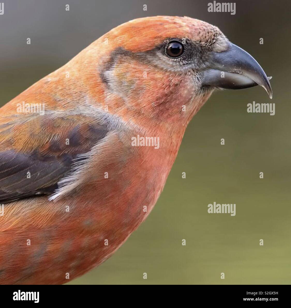 Male Crossbill High Resolution Stock Photography and Images - Alamy