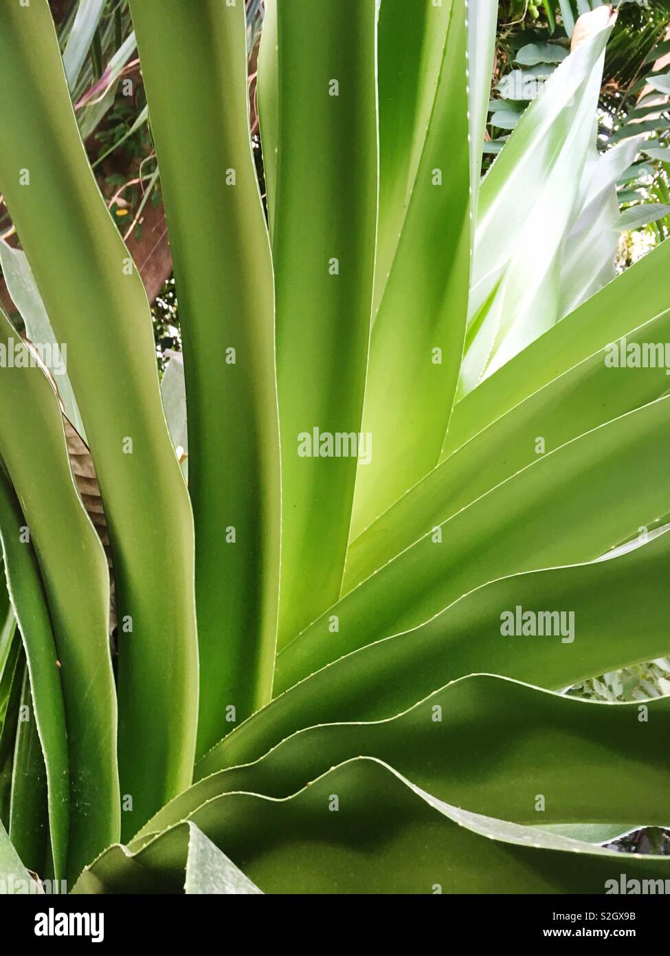 Abstract plant hi-res stock photography and images - Alamy