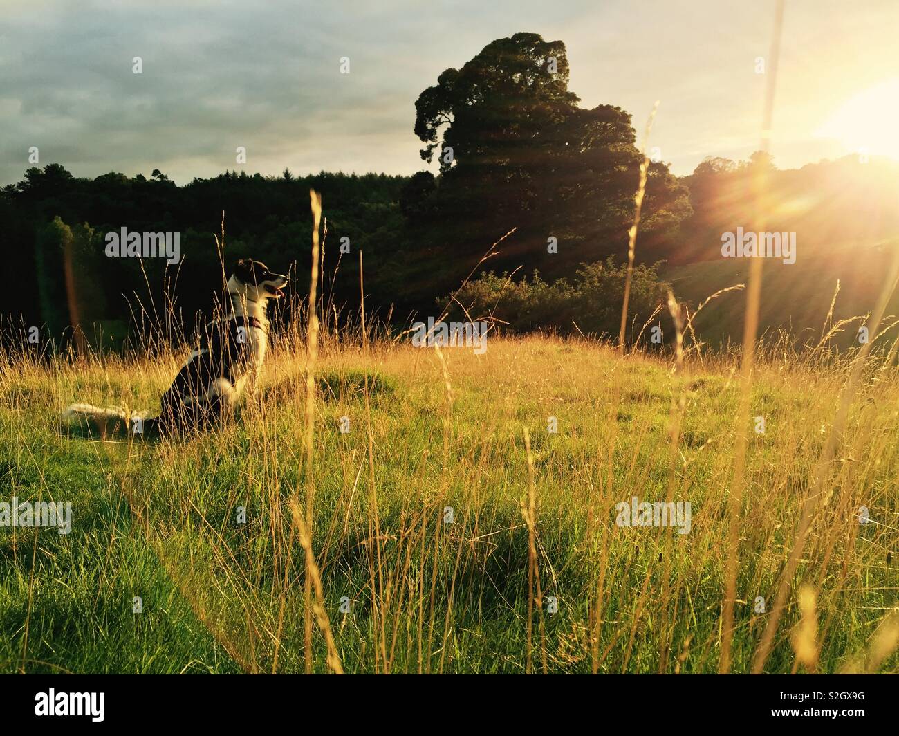 Millie the dog hi-res stock photography and images - Alamy