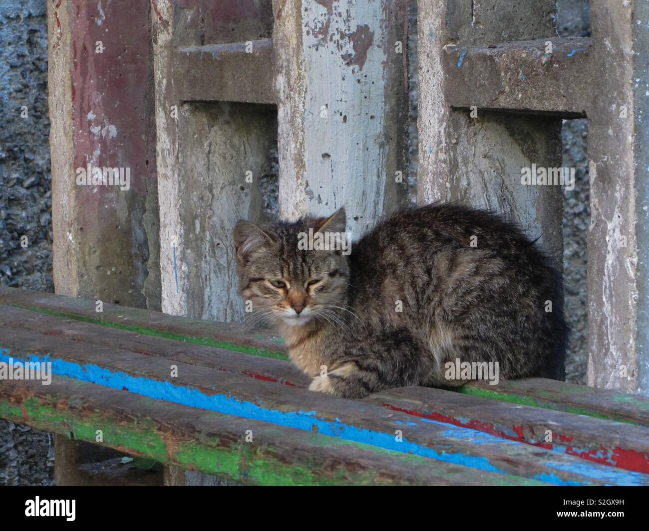 Cat on the bench Stock Photo - Alamy