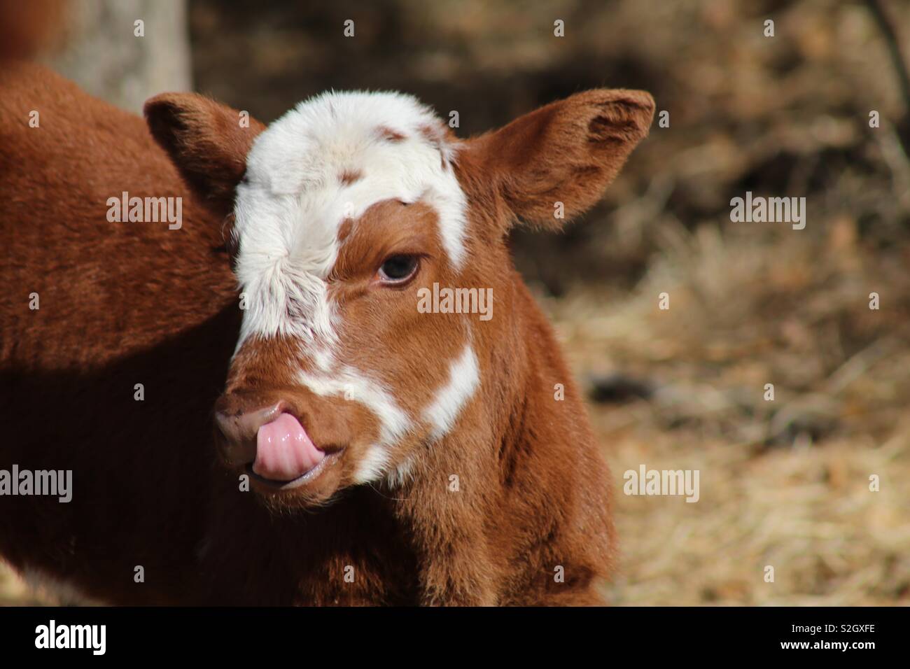 Booger Stock Photos & Booger Stock Images - Alamy