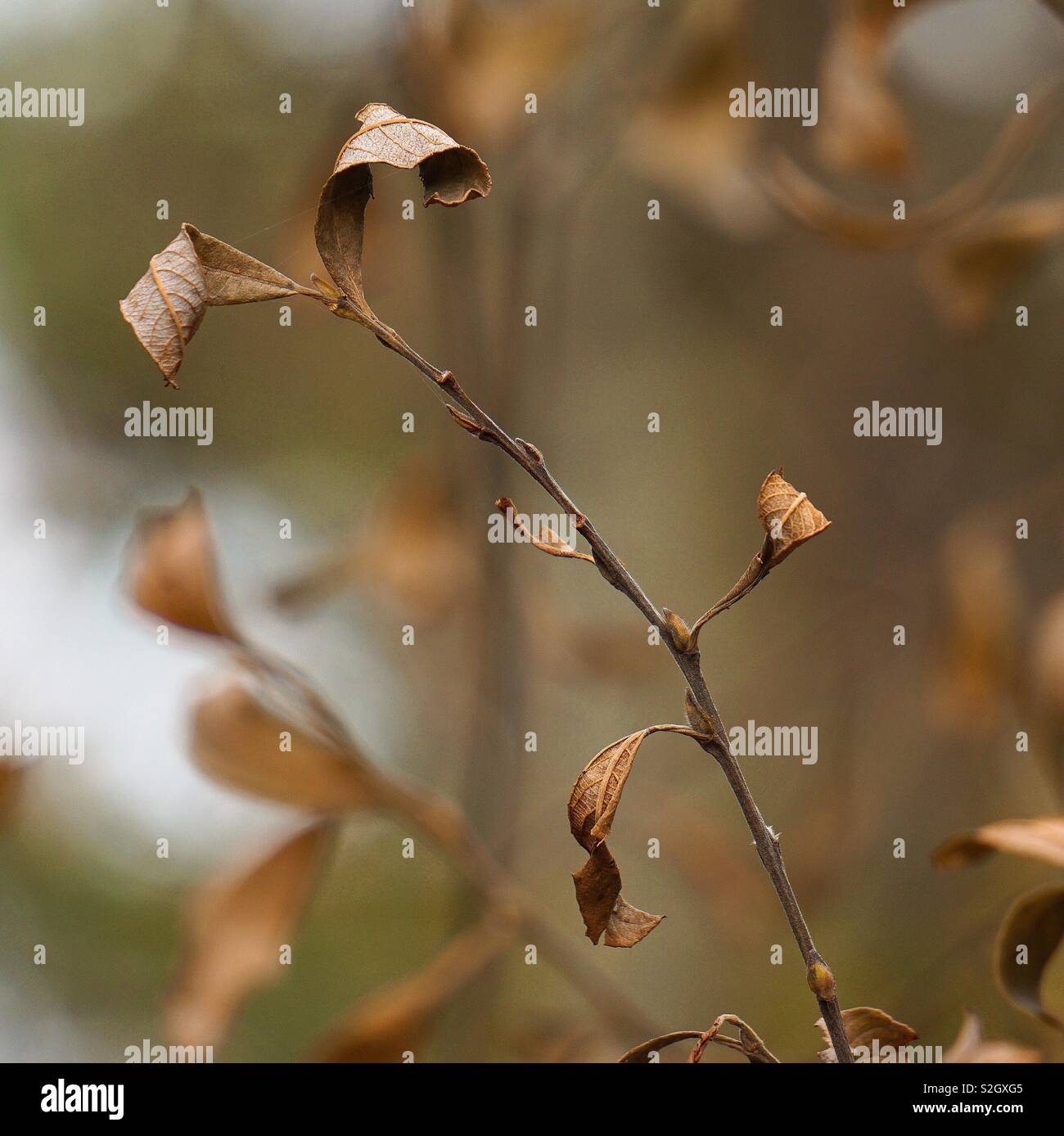 Brown plant hi-res stock photography and images - Alamy